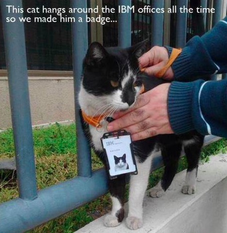 The Cat That Works At IBM